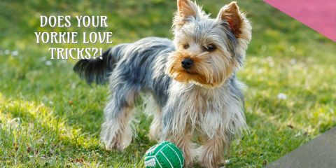 Felix and his awesome tricks - Yorkies & Cross-Breeds