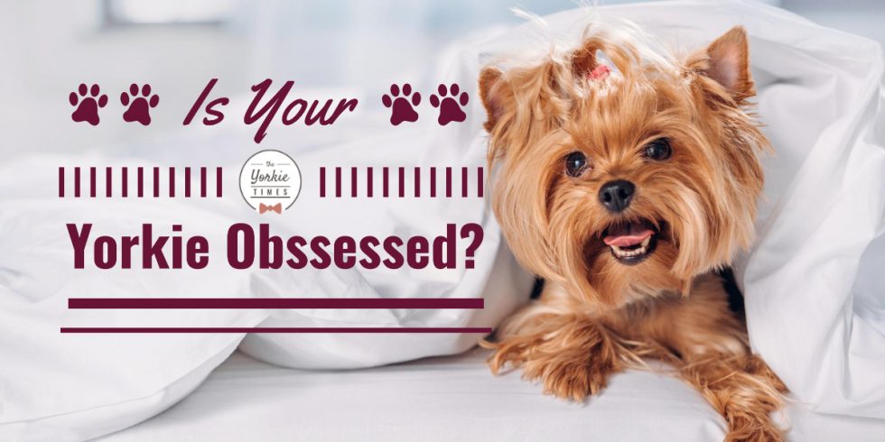 Interpreting Yorkie Body Language - Yorkies & Cross-Breeds