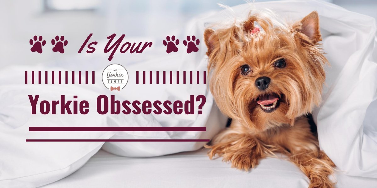 Is Your Yorkie Obsessed? - Yorkies & Cross-Breeds