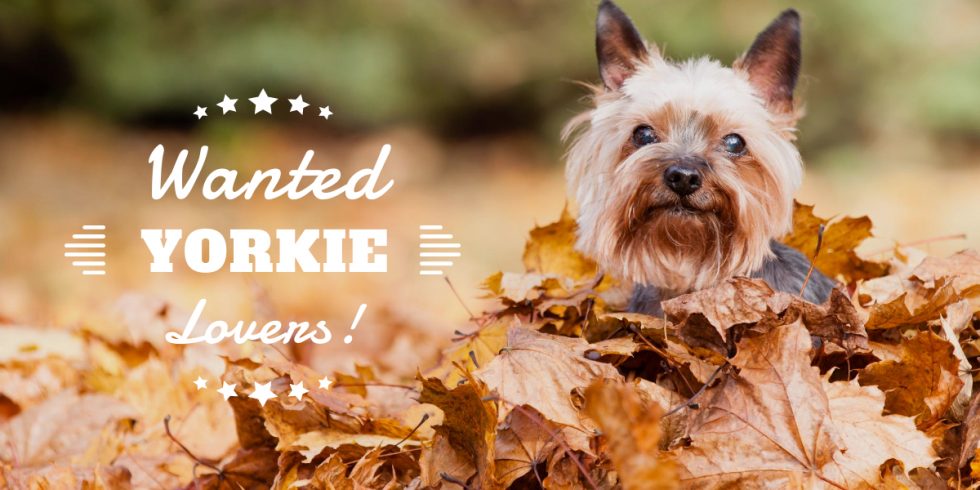 6 Things You Need To know Before You Get A Yorkie - The Yorkie Times