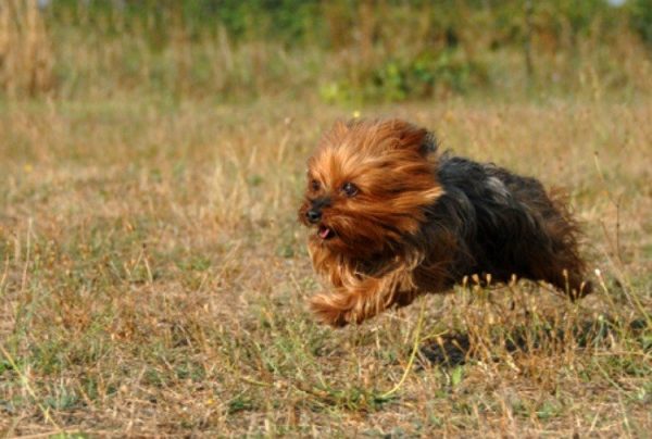 Naming Your Yorkie Puppy - Yorkies & Cross-Breeds