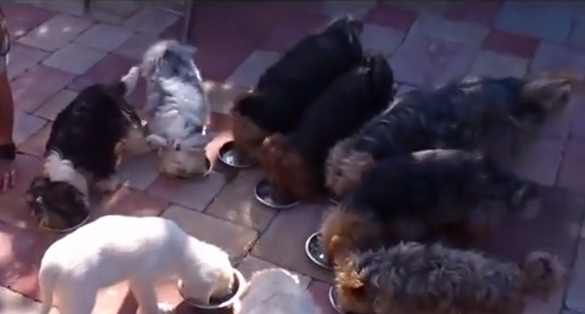 Dancing Yorkie Happy Feet - The Yorkie Times