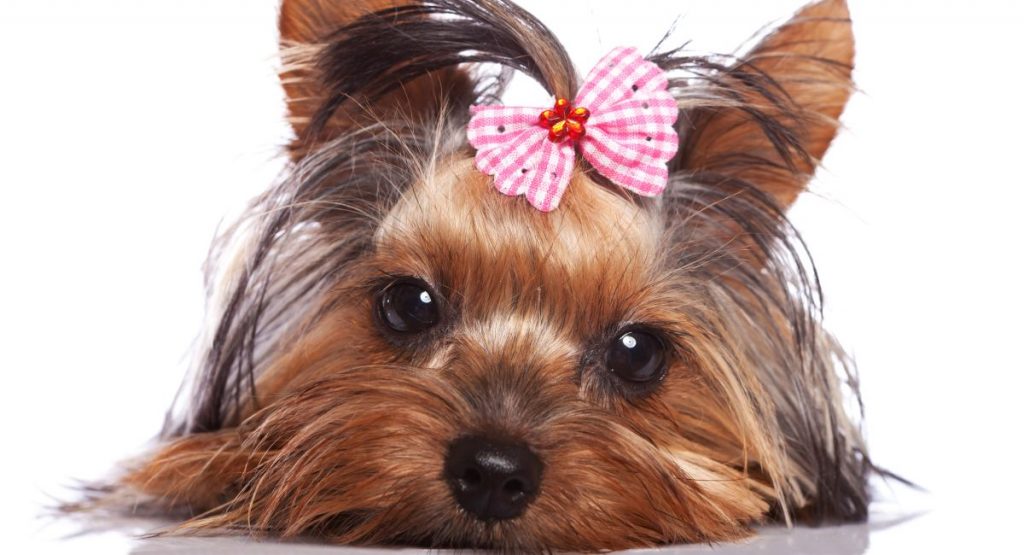 Common Yorkie Health Disorders - Yorkies & Cross-Breeds
