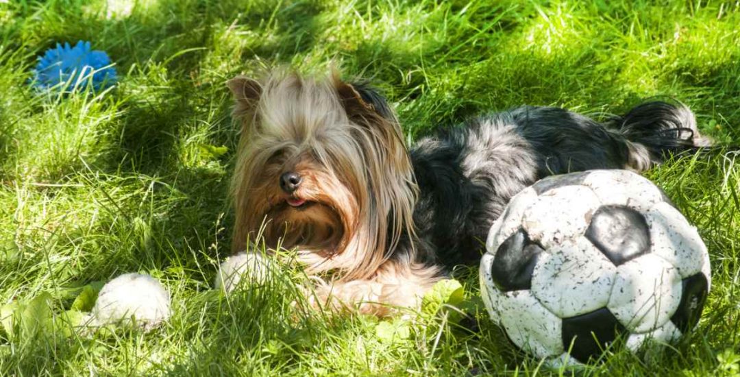Why You Need To Be Socializing Yorkies - Yorkies & Cross-Breeds