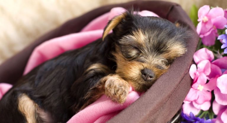 Fun Facts About Yorkie Terriers - Yorkies & Cross-Breeds
