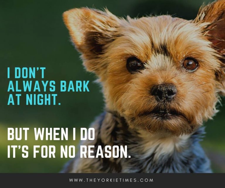 5 Yorkie Fun Facts - Yorkies & Cross-Breeds