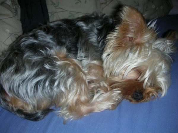 Why Your Yorkie Social Skills are Important - Yorkies & Cross-Breeds