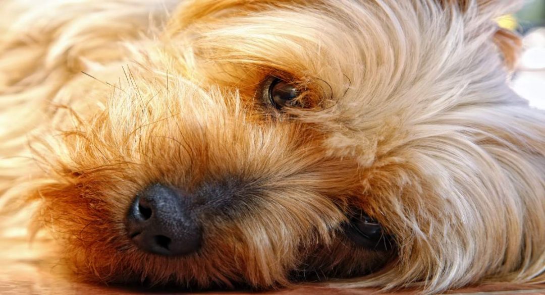 Common Yorkie Health Disorders - Yorkies & Cross-Breeds