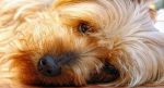 Common Yorkie Health Disorders - Yorkies & Cross-Breeds
