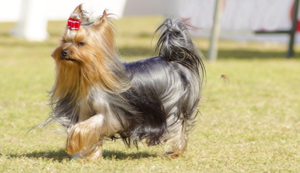 Fun Facts About Yorkie Terriers - The Yorkie Times