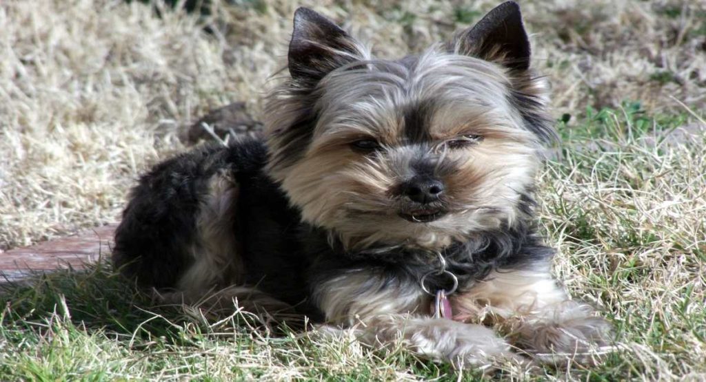 Yorkie Training 101: Basic Training - Yorkies & Cross-Breeds