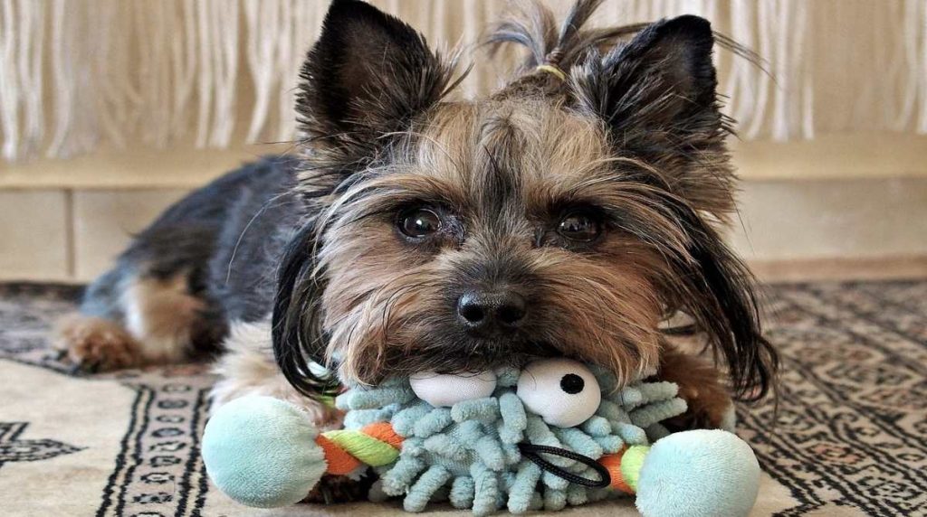 Senior Yorkie Health Problems - The Yorkie Times