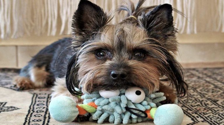 6 Things You Need To know Before You Get A Yorkie - The Yorkie Times