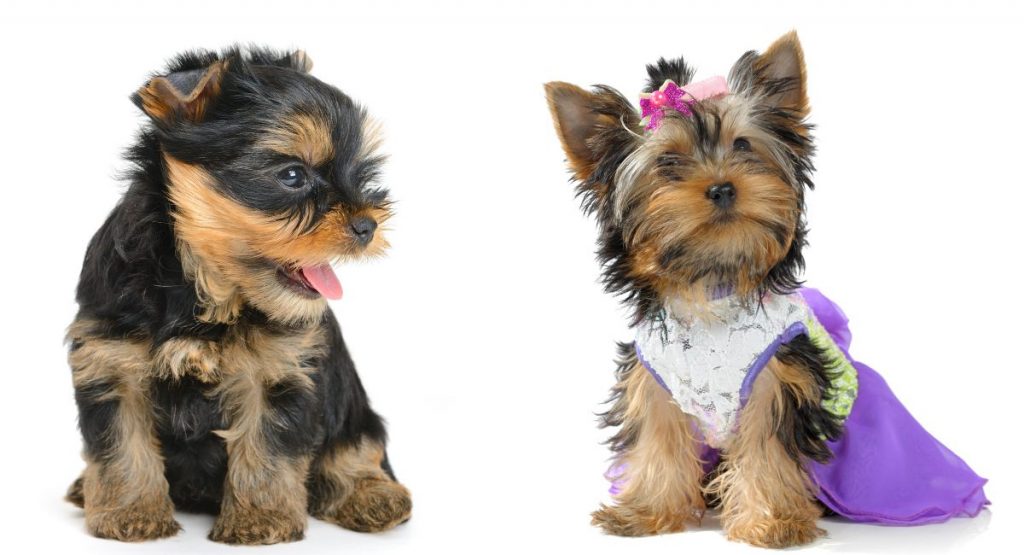 Every little bite you take - Yorkies & Cross-Breeds