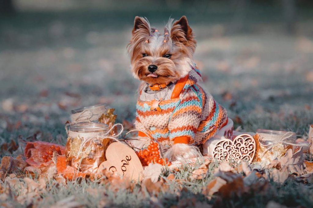 Happy Yorkie Holiday Food Tips - Yorkies & Cross-Breeds