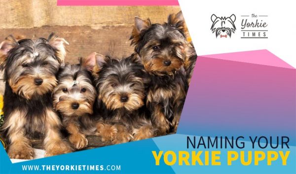 Senior Yorkie Health Problems - Yorkies & Cross-Breeds