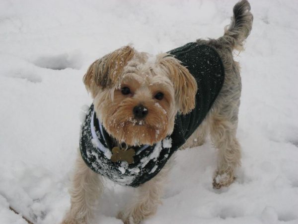 Winter Protection For Your Yorkie’s Paws - Yorkies & Cross-Breeds