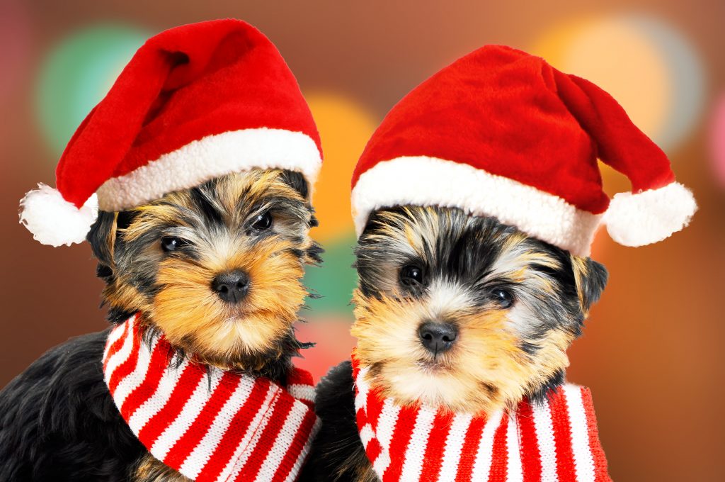 Yorkie Puppies Christmas Wallpaper