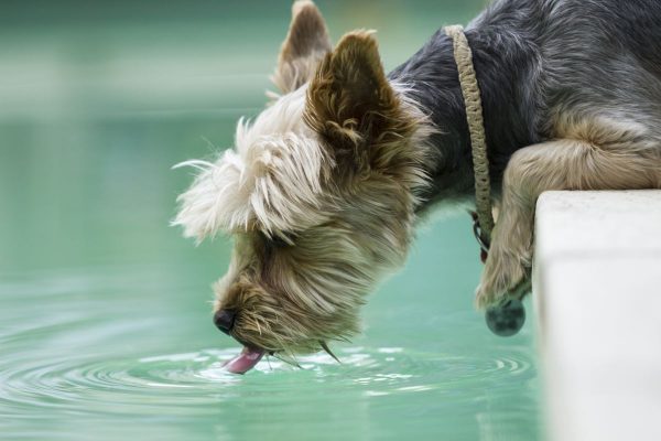 Senior Yorkie Potty Behavior Problems - Yorkies & Cross-Breeds