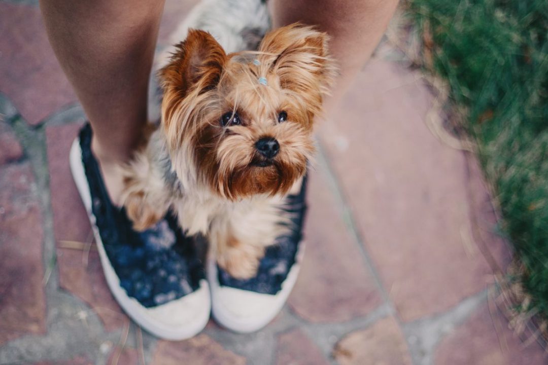 Become the Pivotal Pack Leader for Your Yorkie