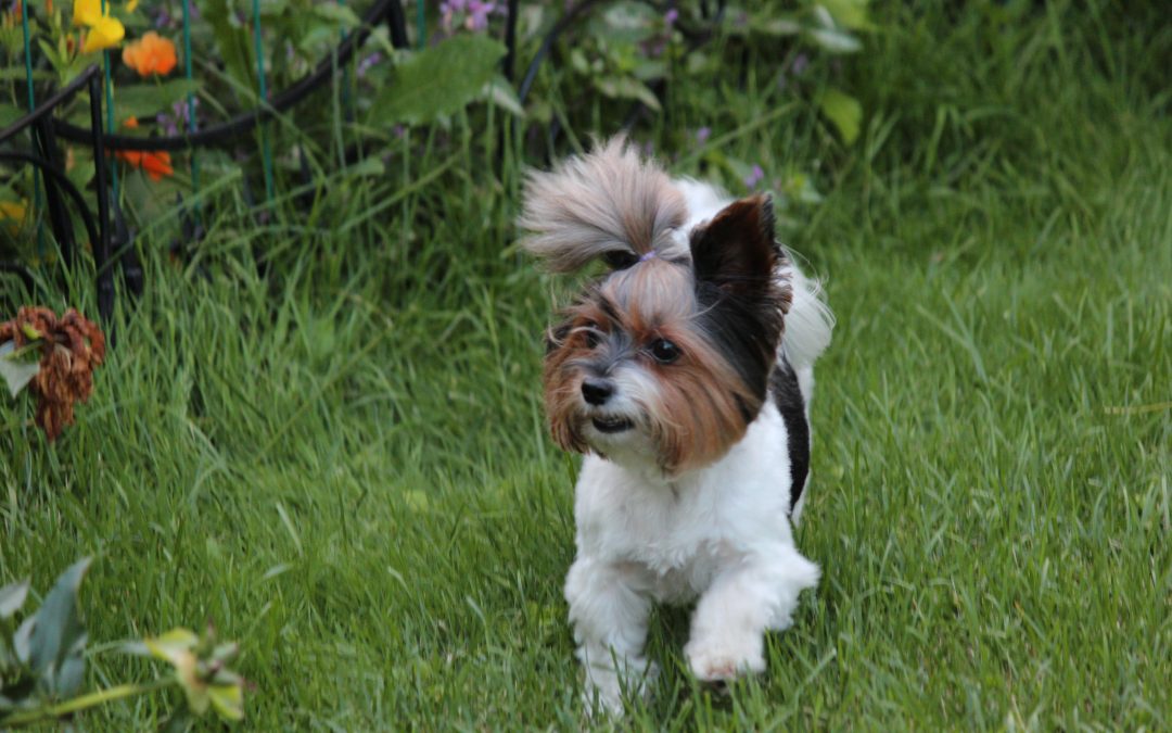 Friday Fur-baby Fun: Dancing Yorkie - Yorkies & Cross-Breeds