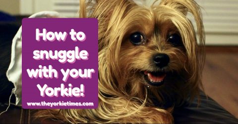 The Great Yorkie Escape - Yorkies & Cross-Breeds