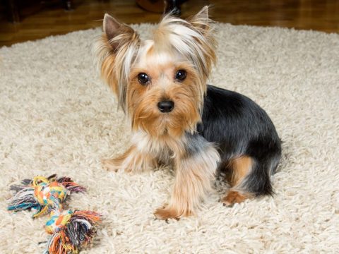 Making Your Home Yorkie Ready - Yorkies & Cross-Breeds