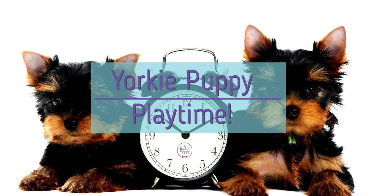 How to Socialize Your Yorkie in 5 Steps - The Yorkie Times