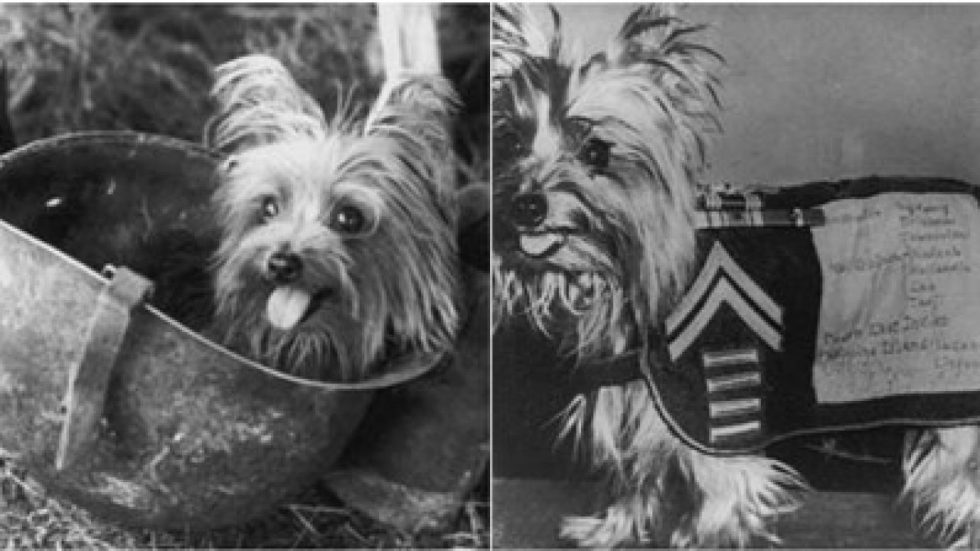 Two Legendary Yorkies - Yorkies & Cross-Breeds
