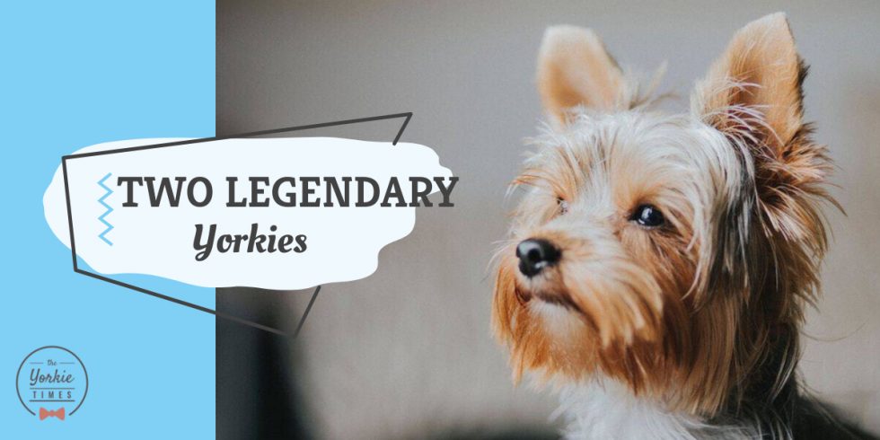Shades and Patterns of Yorkie Colors - Yorkies & Cross-Breeds