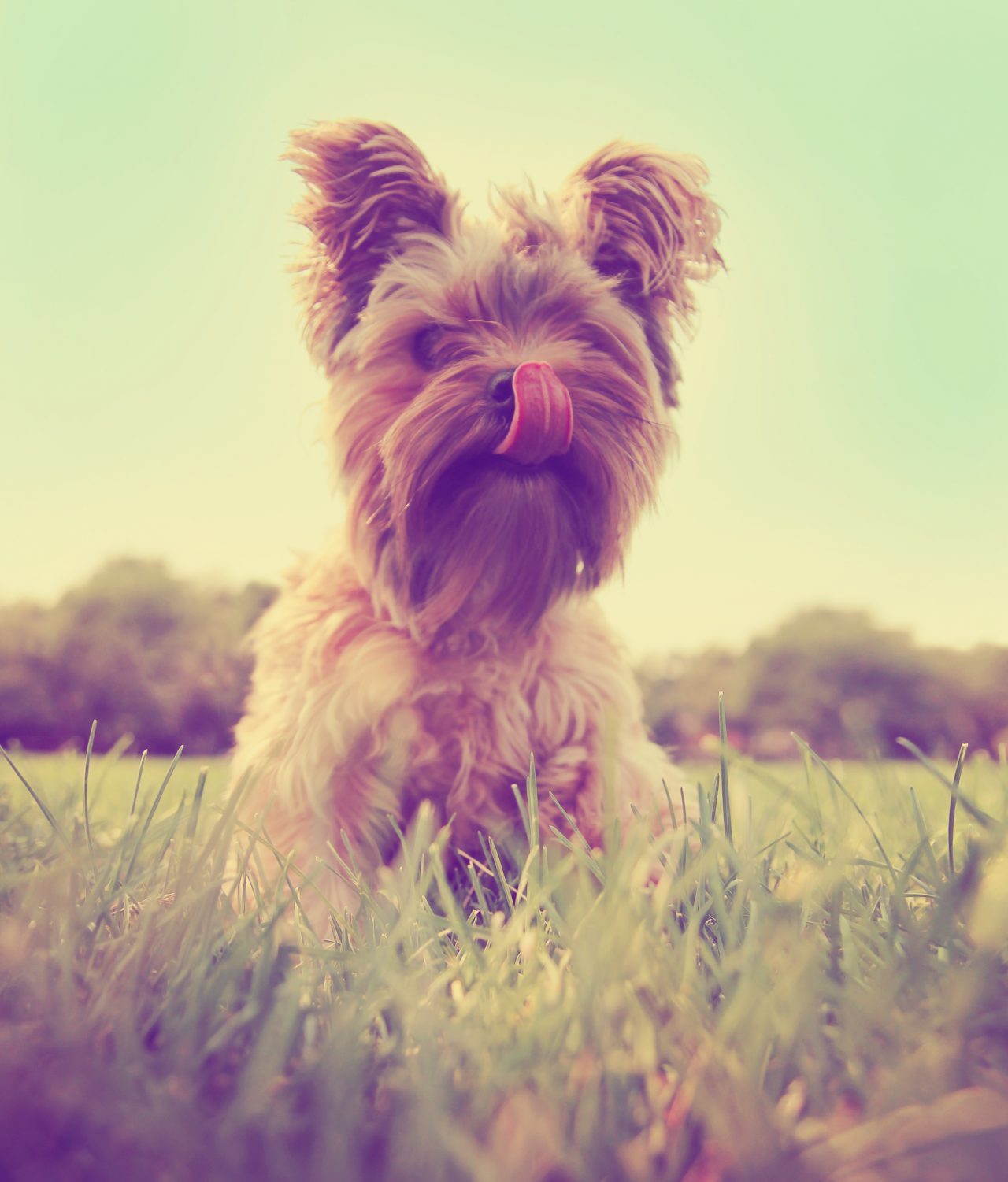 The Unstoppable, Spirited Yorkshire Terrier - Yorkies & Cross-Breeds