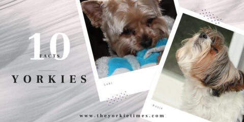 10 Yorkshire Terrier Interesting Facts - Yorkies & Cross-Breeds