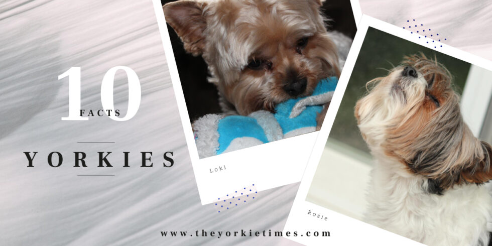 10 Yorkshire Terrier Interesting Facts - Yorkies & Cross-Breeds