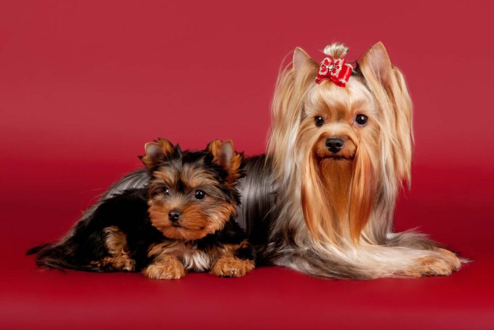 The Glamorous Yorkshire Terrier - Yorkies & Cross-Breeds