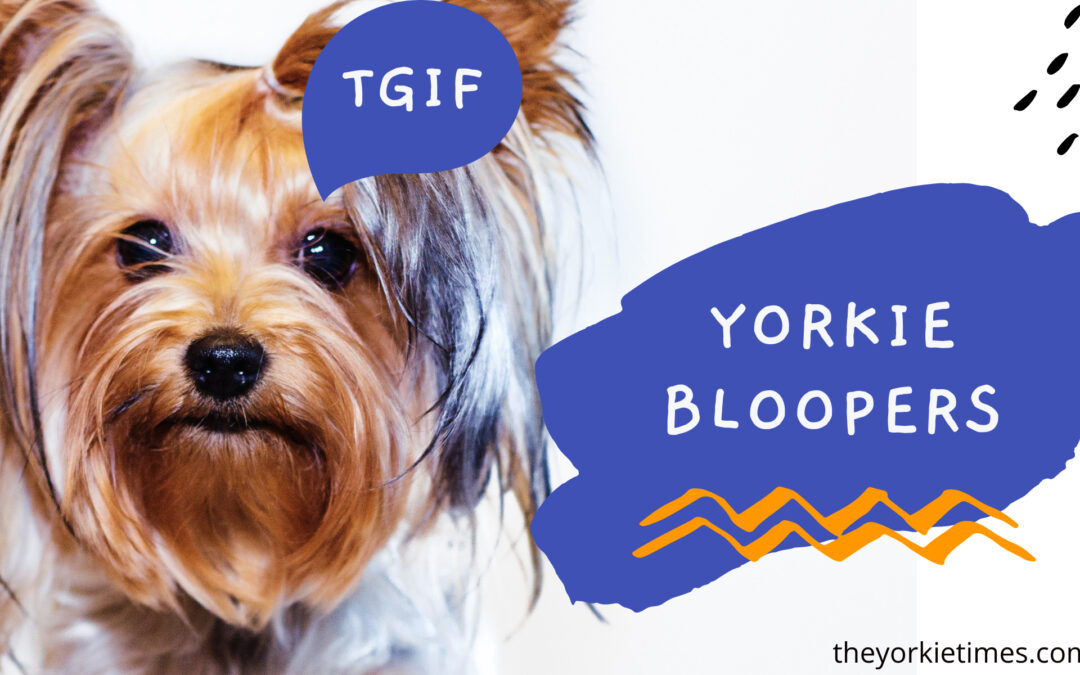 Friday Fur Baby Fun: Yorkie Bloopers - Yorkies & Cross-Breeds