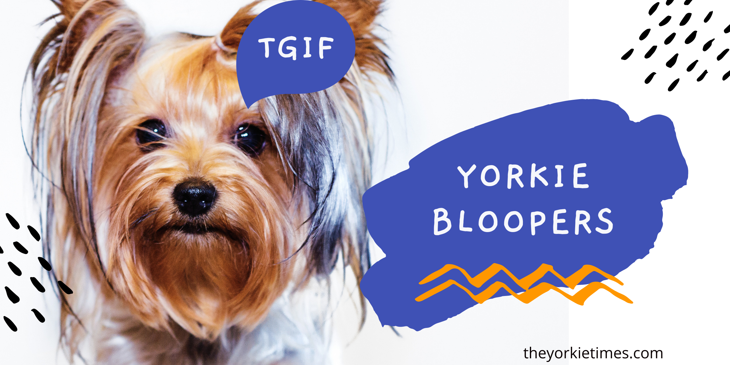 Yorkie 101: Fun Yorkie Facts - Yorkies & Cross-Breeds