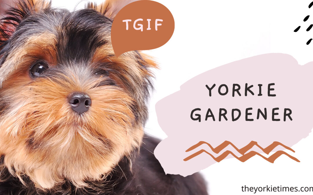 Friday Fur-Baby Fun: Yorkie Gardener - Yorkies & Cross-Breeds