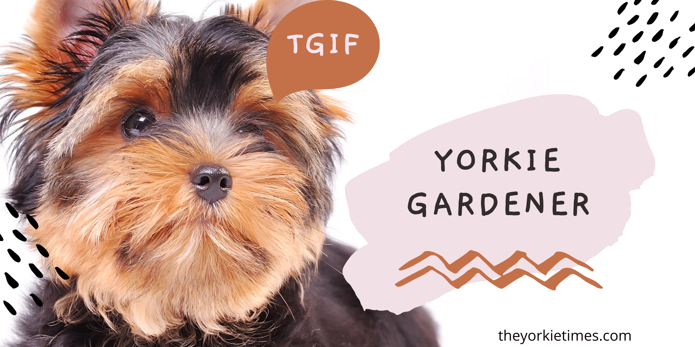Yorkie 101: Fun Yorkie Facts - Yorkies & Cross-Breeds