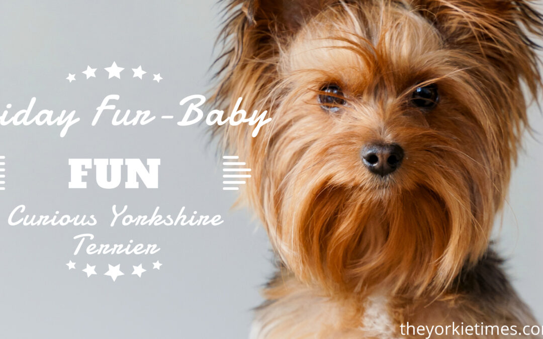 Friday Fur-Baby Fun: Curious Yorkshire Terrier