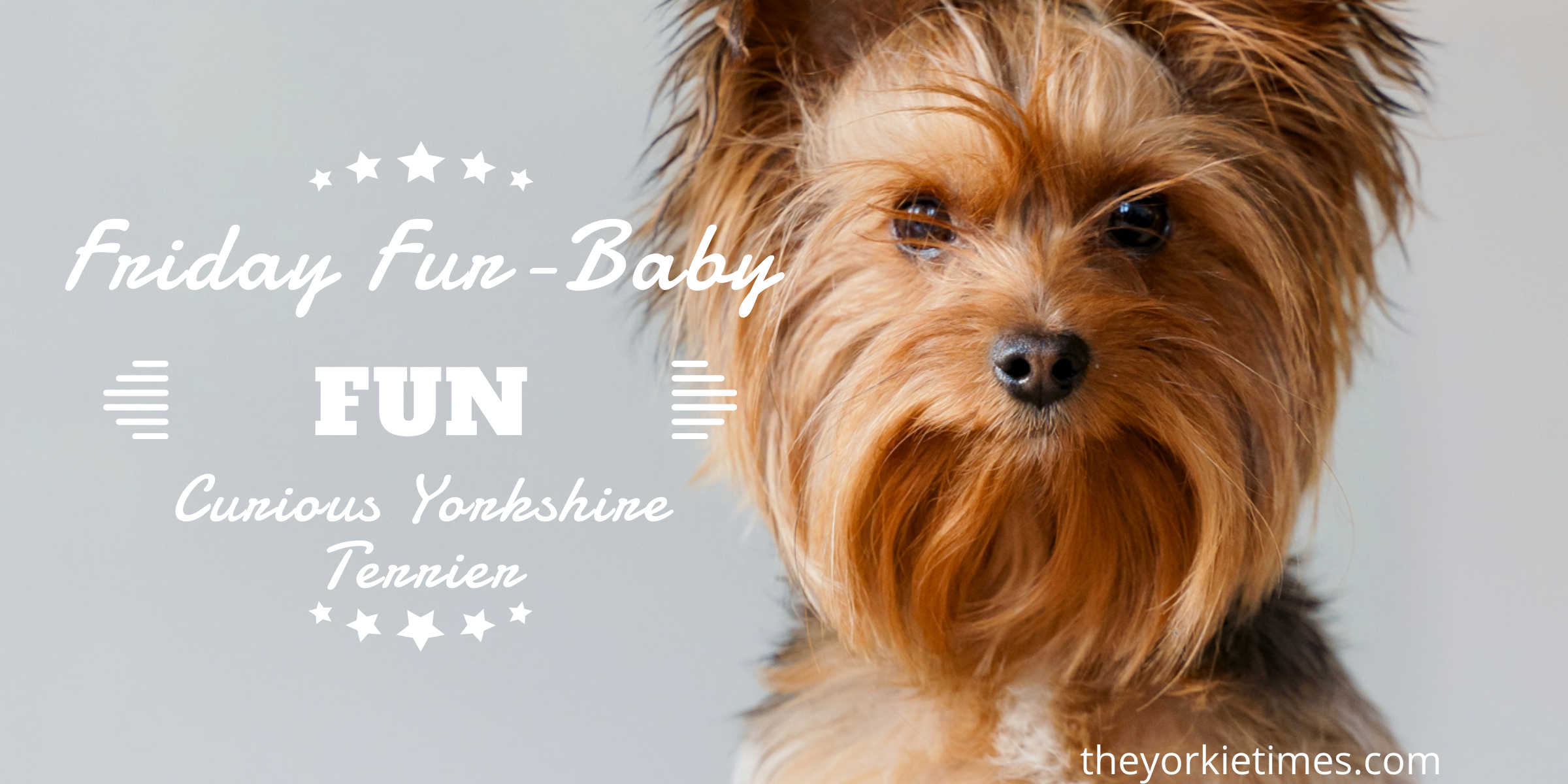 Friday Fur-Baby Fun: We Are Family - Yorkies & Cross-Breeds