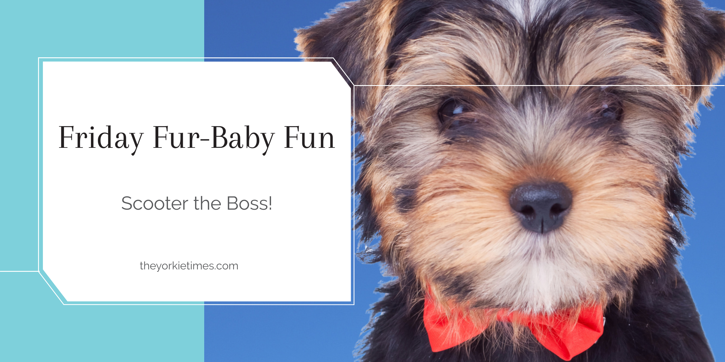 Friday Fur-Baby Fun: Yorkie Puppies! - Yorkies & Cross-Breeds
