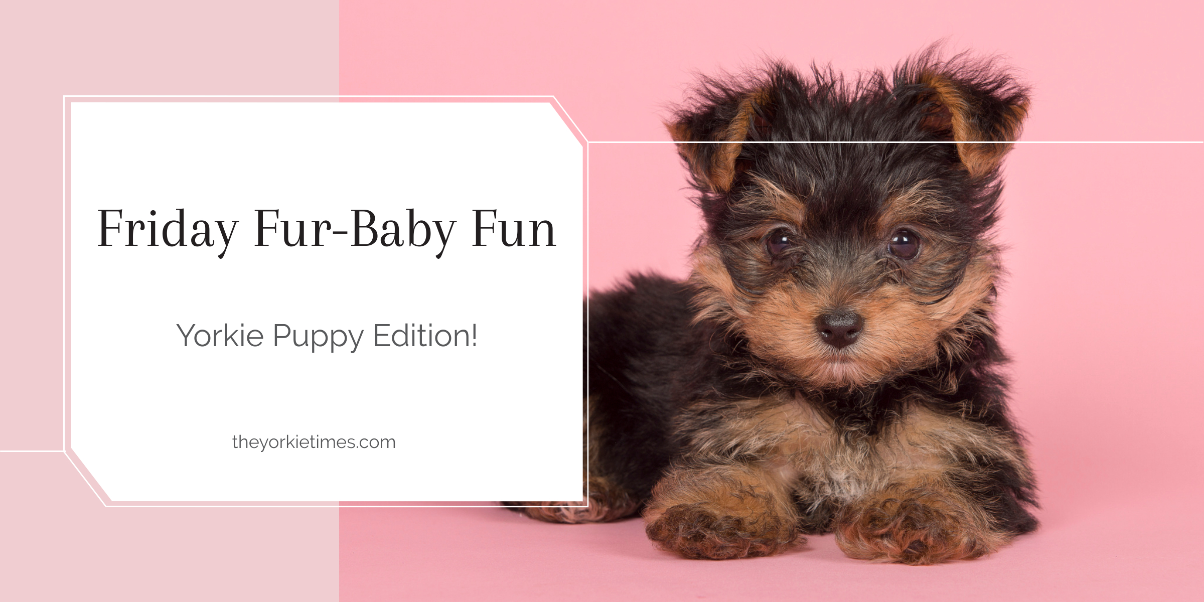 Friday Fur-Baby Fun: Yorkie Visits - Yorkies & Cross-Breeds