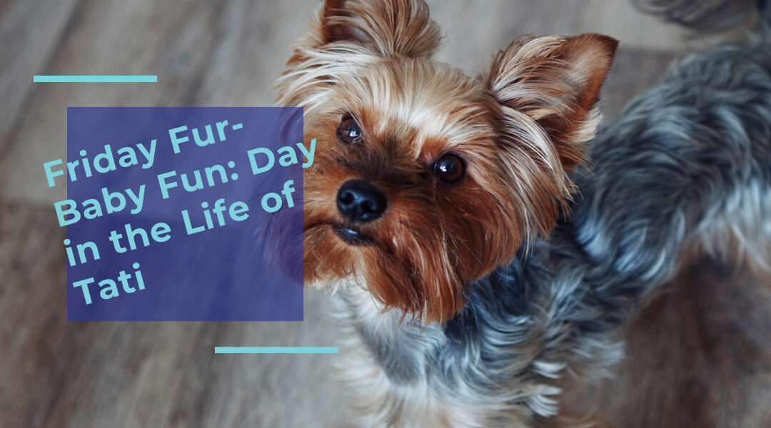 Friday Fur-Baby Fun: Day in the Life of Tati - Yorkies & Cross-Breeds