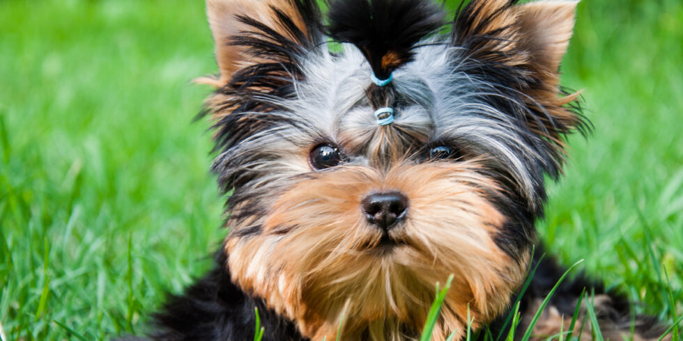 Importance of Yorkie Ear Care - Yorkies & Cross-Breeds