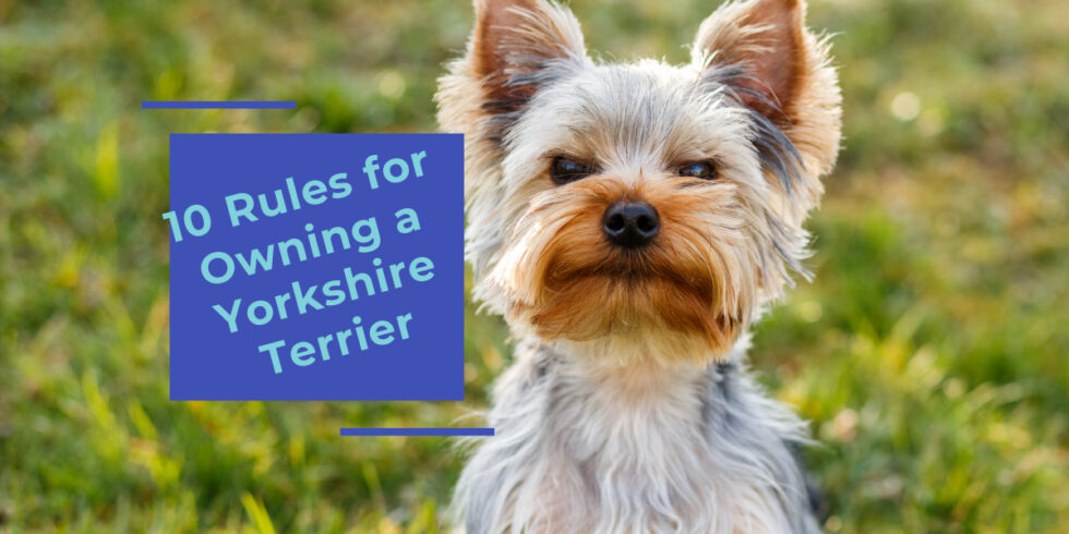 10 Rules for Owning a Yorkshire Terrier - Yorkies & Cross-Breeds