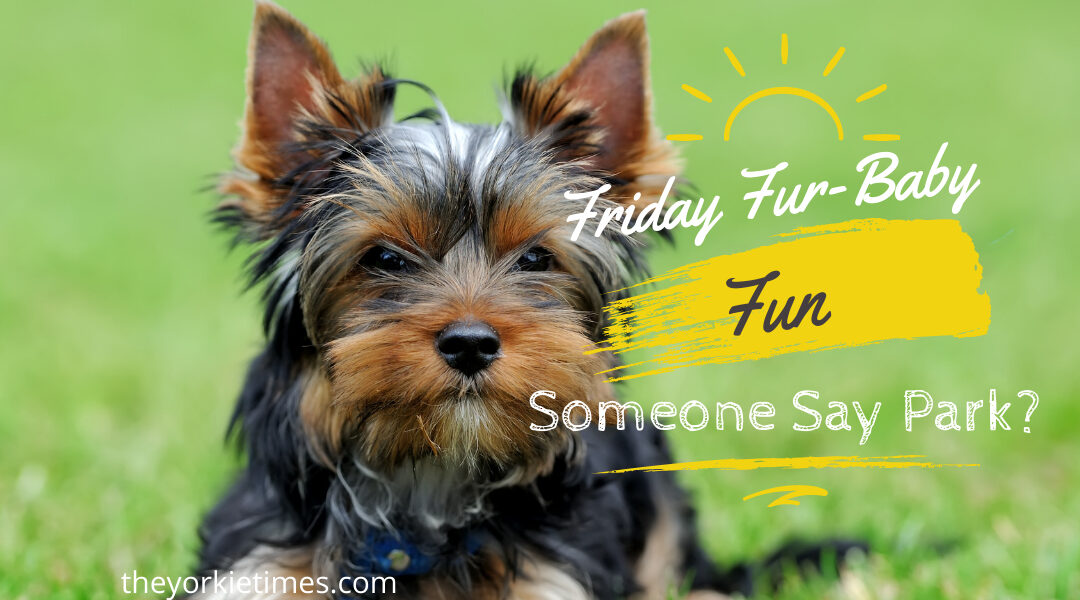 Friday Fur-Baby Fun: Someone Say Park? - Yorkies & Cross-Breeds