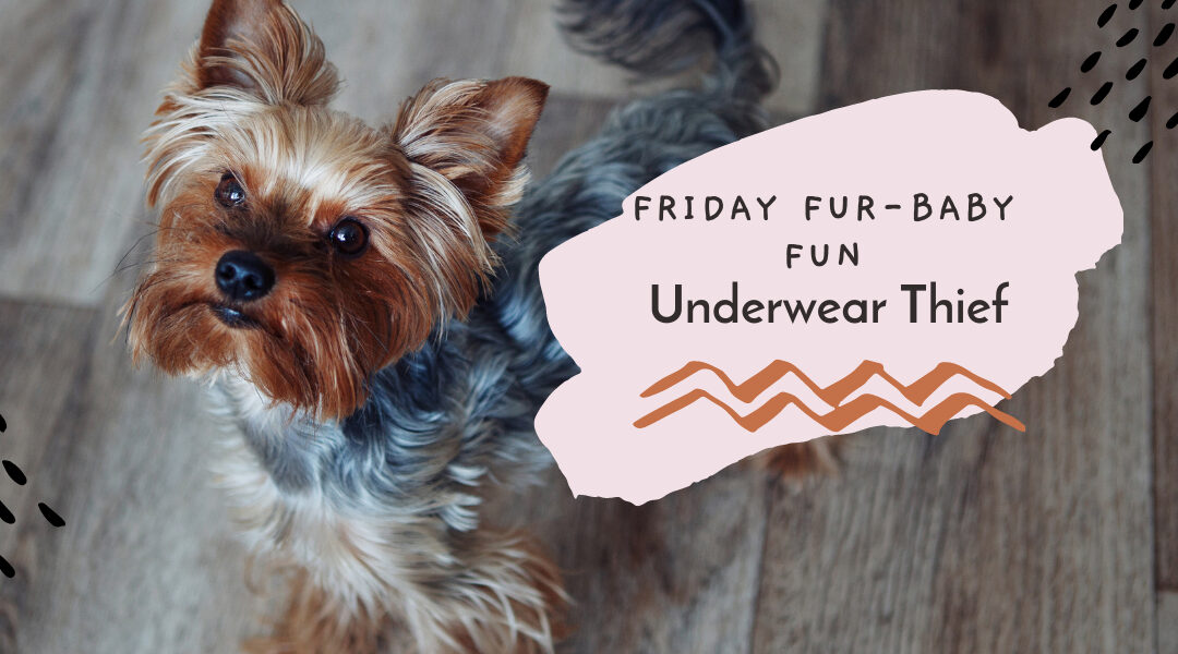 Friday Fur-Baby Fun: Underwear Thief - Yorkies & Cross-Breeds
