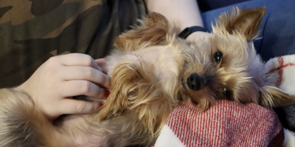 Interpreting Yorkie Body Language - Yorkies & Cross-Breeds