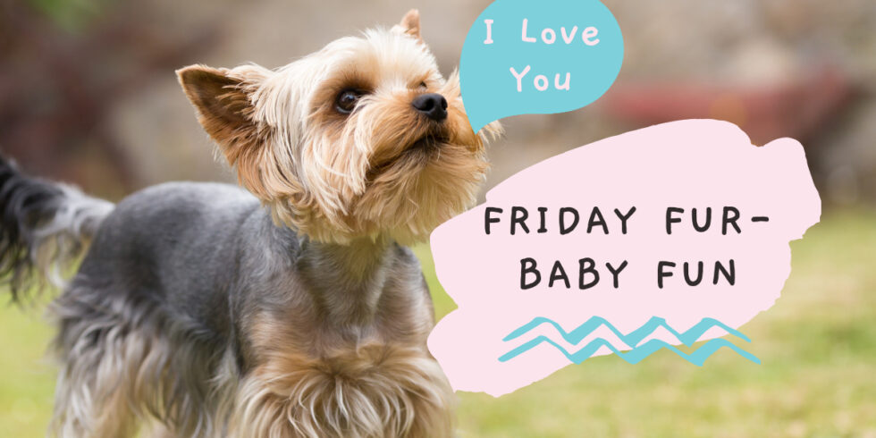 Friday Fur-Baby Fun: Yorkie Puppies! - Yorkies & Cross-Breeds
