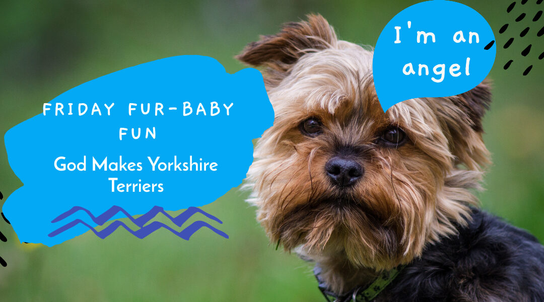 Friday Fur-Baby Fun: God Makes Yorkshire Terriers
